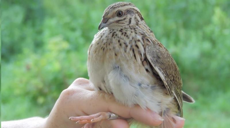 Chasse à la caille : une ouverture entre moisson précoce et canicule