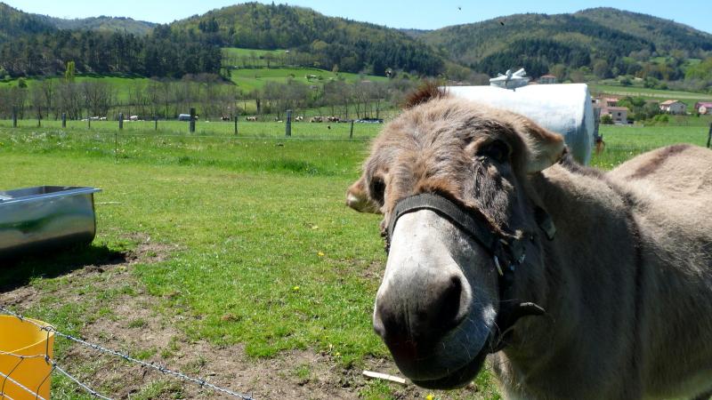 Sur les traces de Stevenson et de Modestine avec "La Caravane des Ânes"