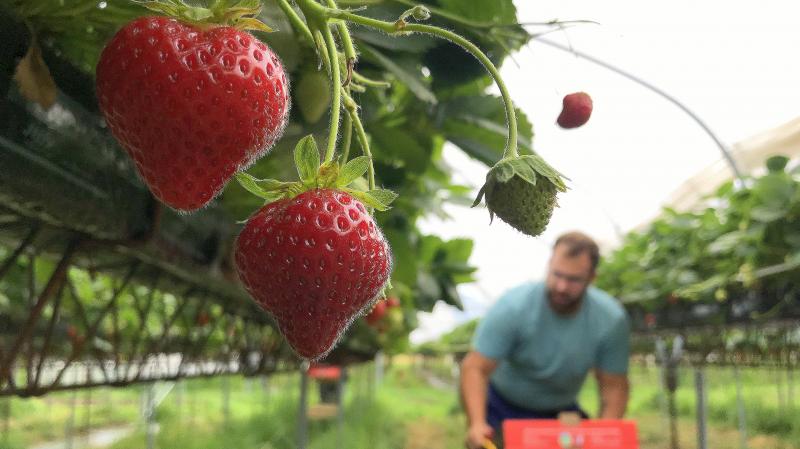 Hte-Loire : les voyants au vert pour la récolte des fruits rouges (VIDÉO)