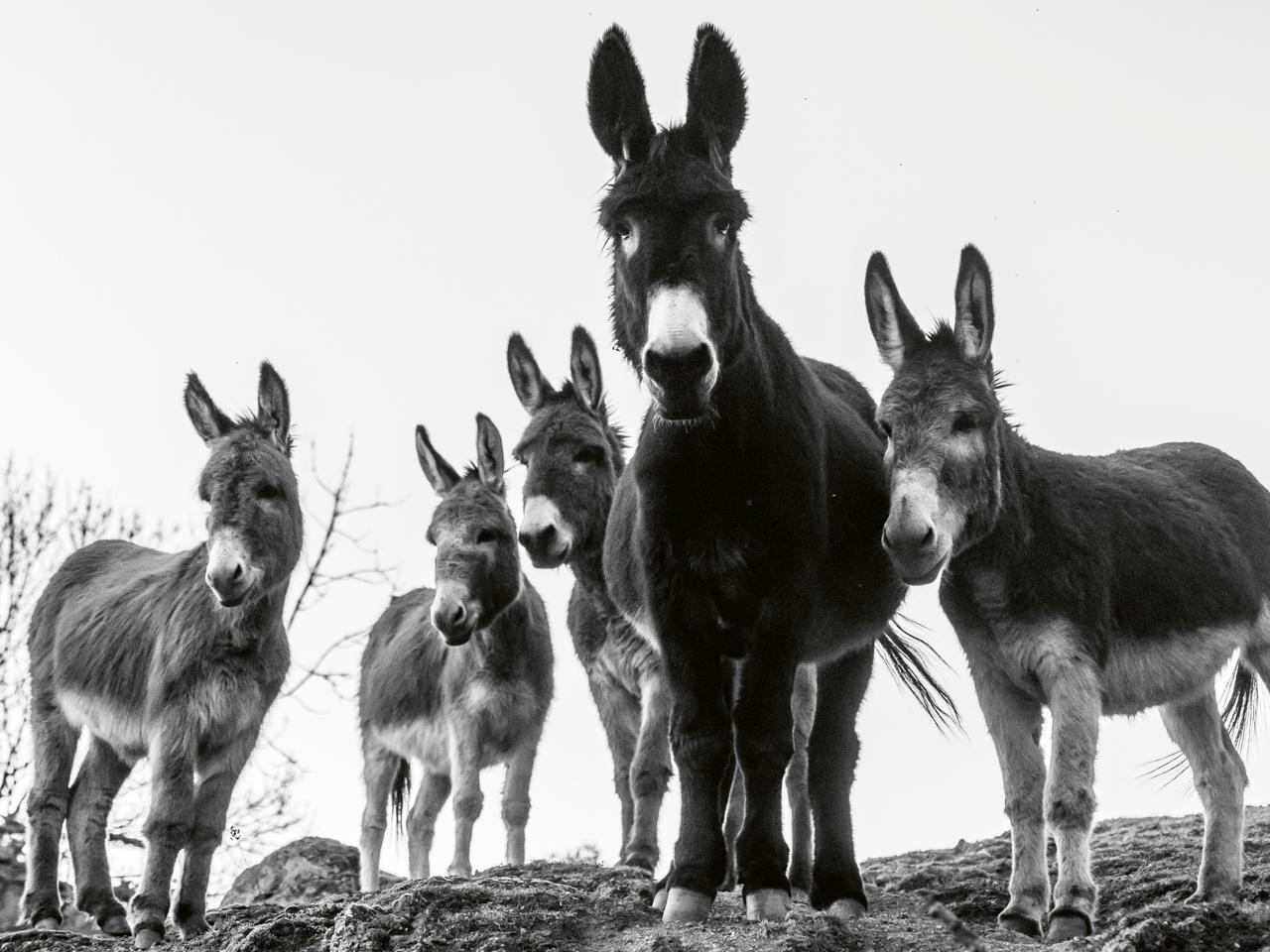 Ânes : les tendres âmes de nos campagnes