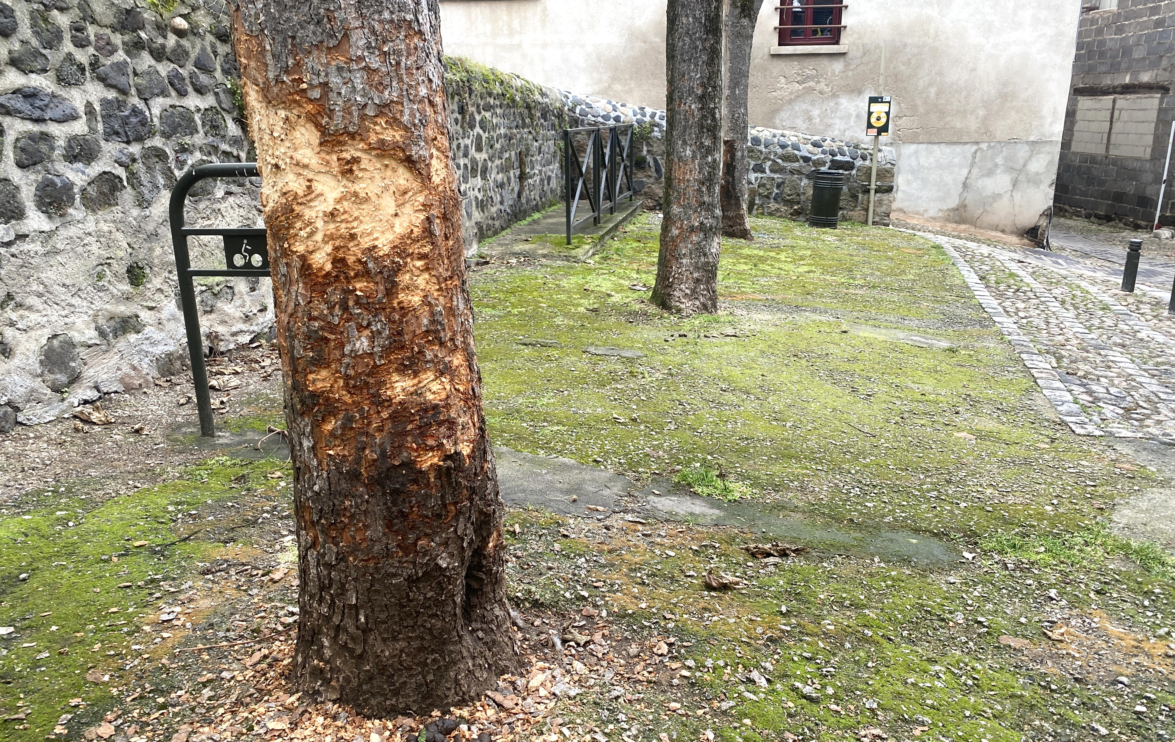 Qui a pu saccager cet arbre, au Puy-en-Velay