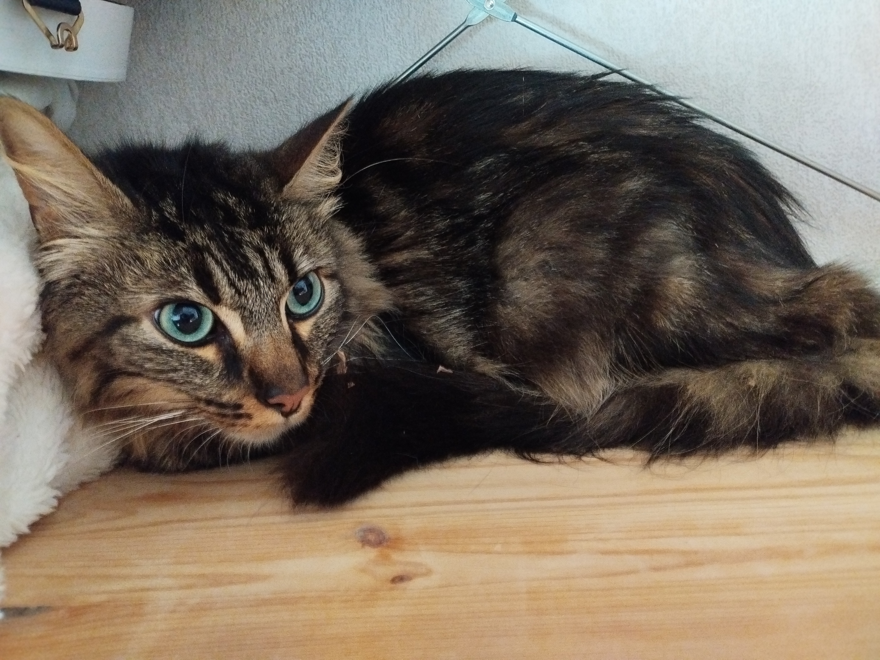 Police et pompiers mobilisés pour sauver... un chat