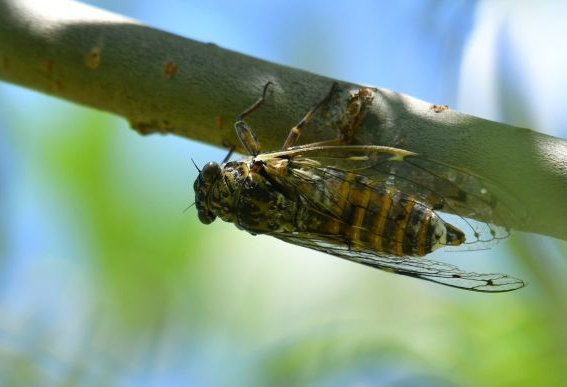 Des cigales chantent en plein cœur du Puy-en-Velay
