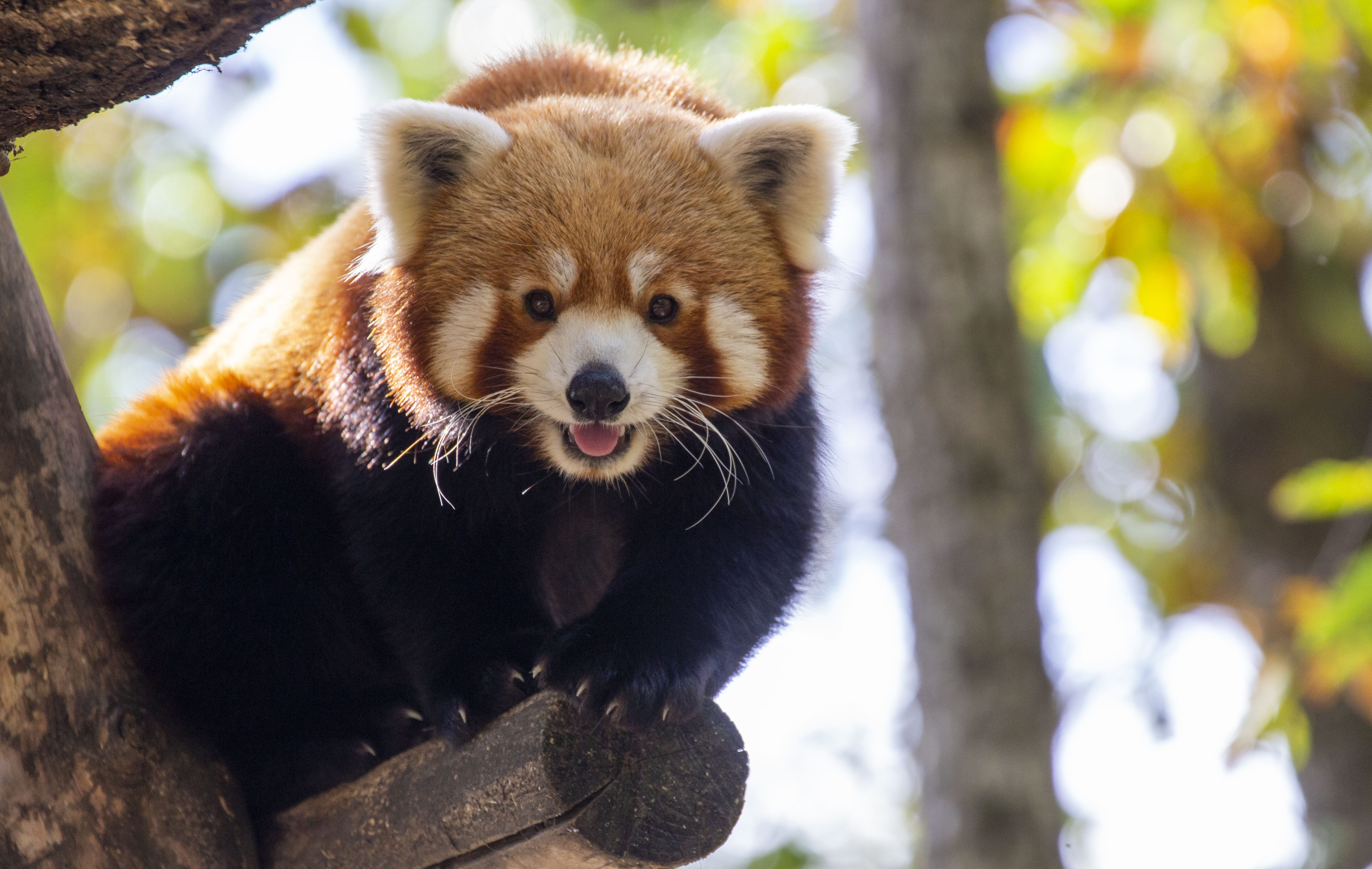 Le Parc animalier d'Auvergne sort de l'hibernation à pleine paluche