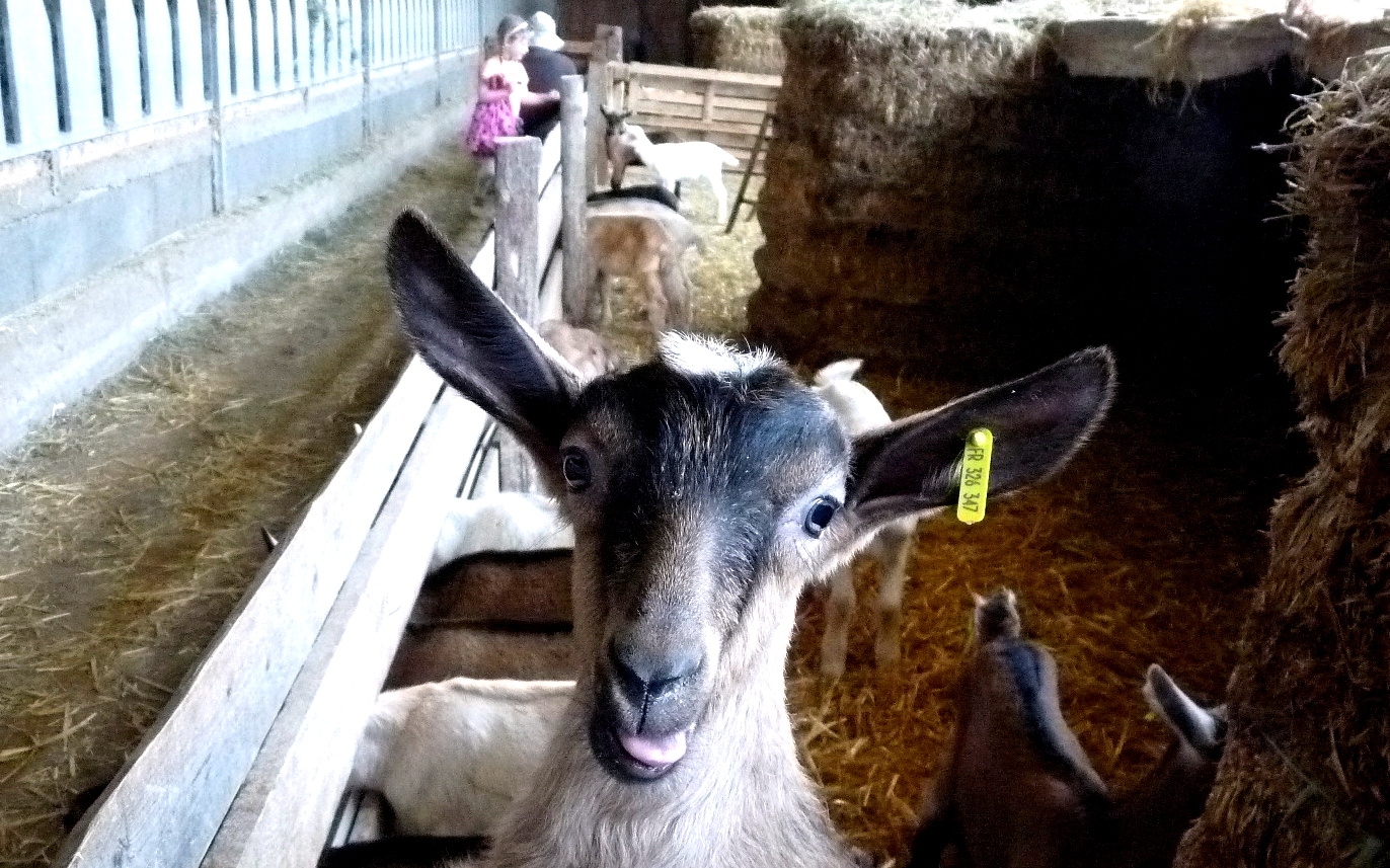 "Mon été à la ferme" : cet été, découvrez l’agriculture altiligérienne