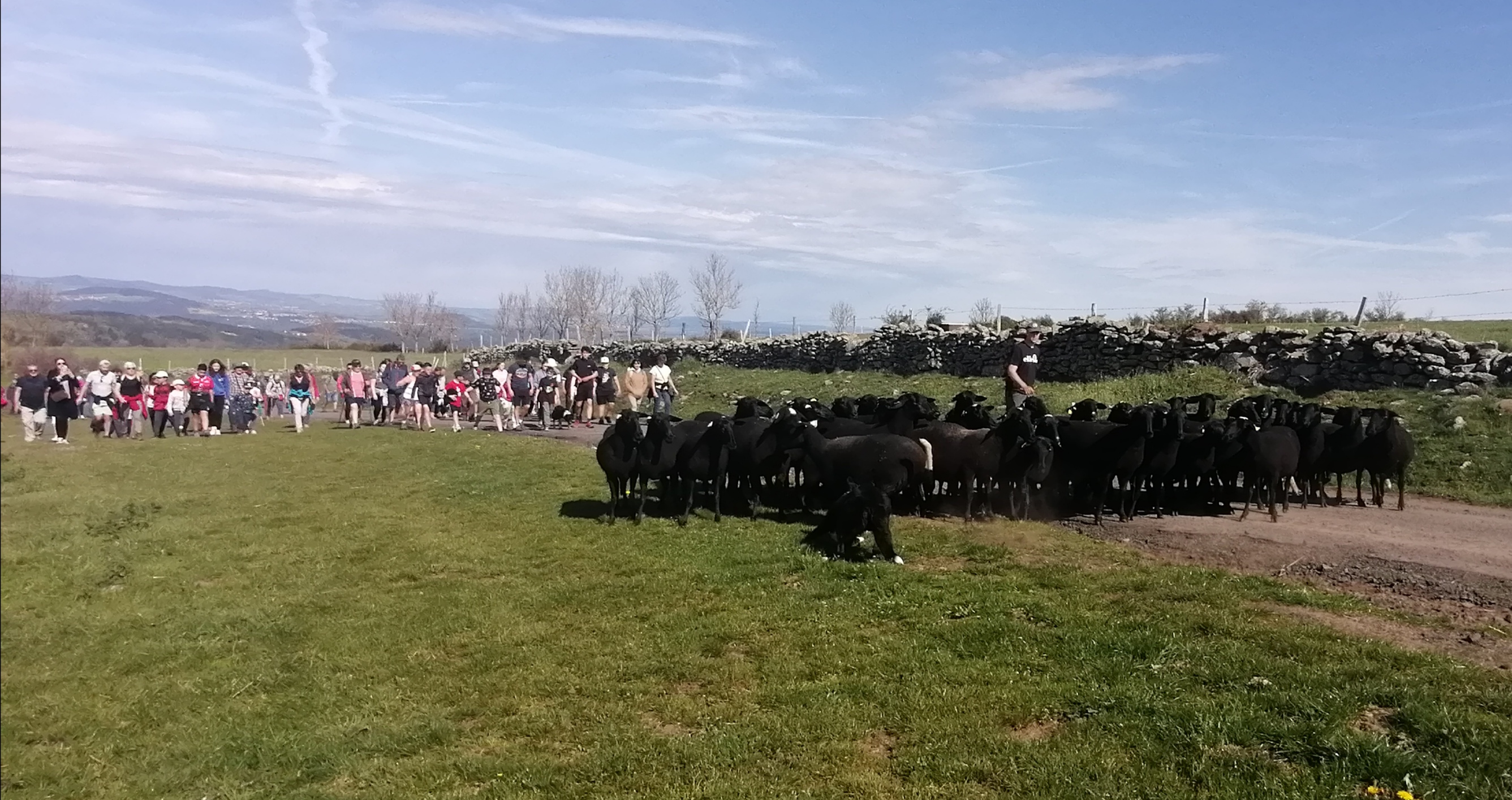 Lou Pastre de la Neigre : brebis et éleveurs mis à l'honneur