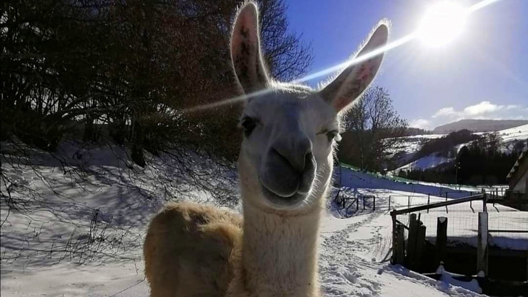 Mézenc : le lama perdu a été retrouvé sain et sauf
