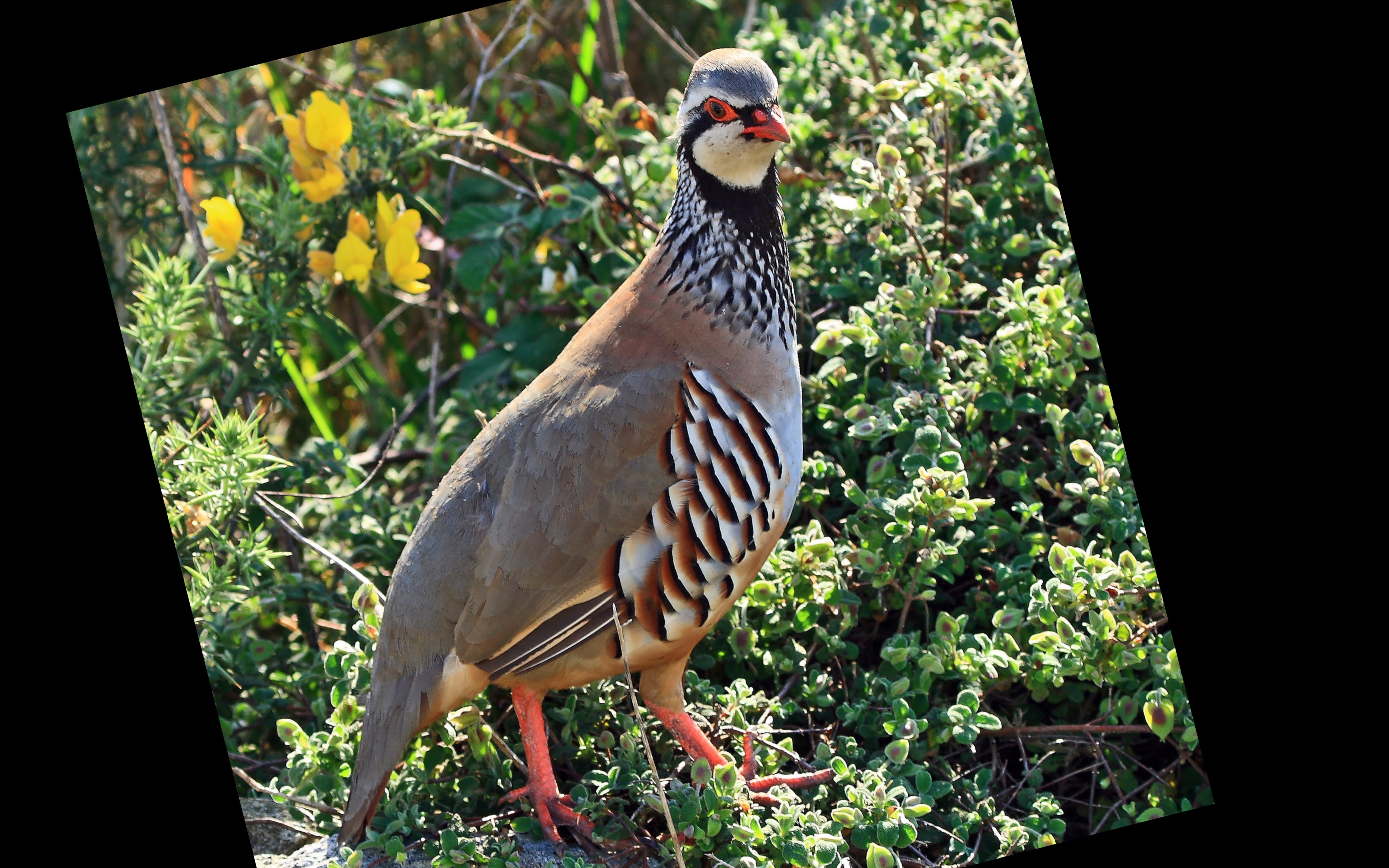 Moratoire pour la chasse aux perdrix