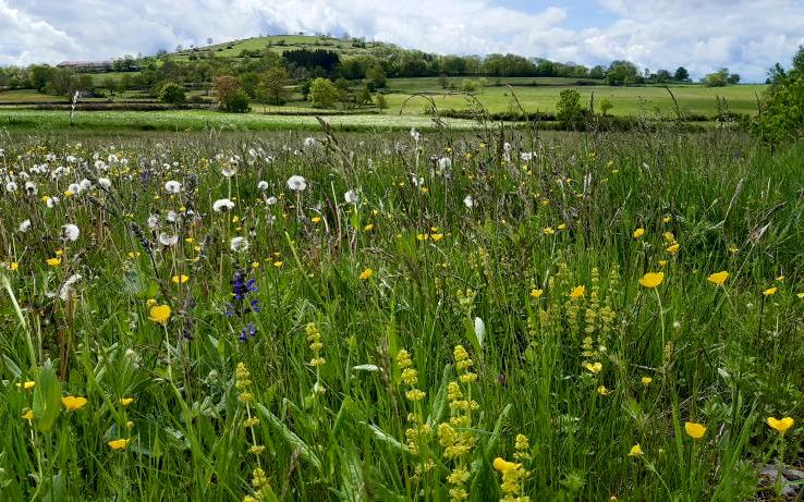 Des formations sur les prairies à flore diversifiée