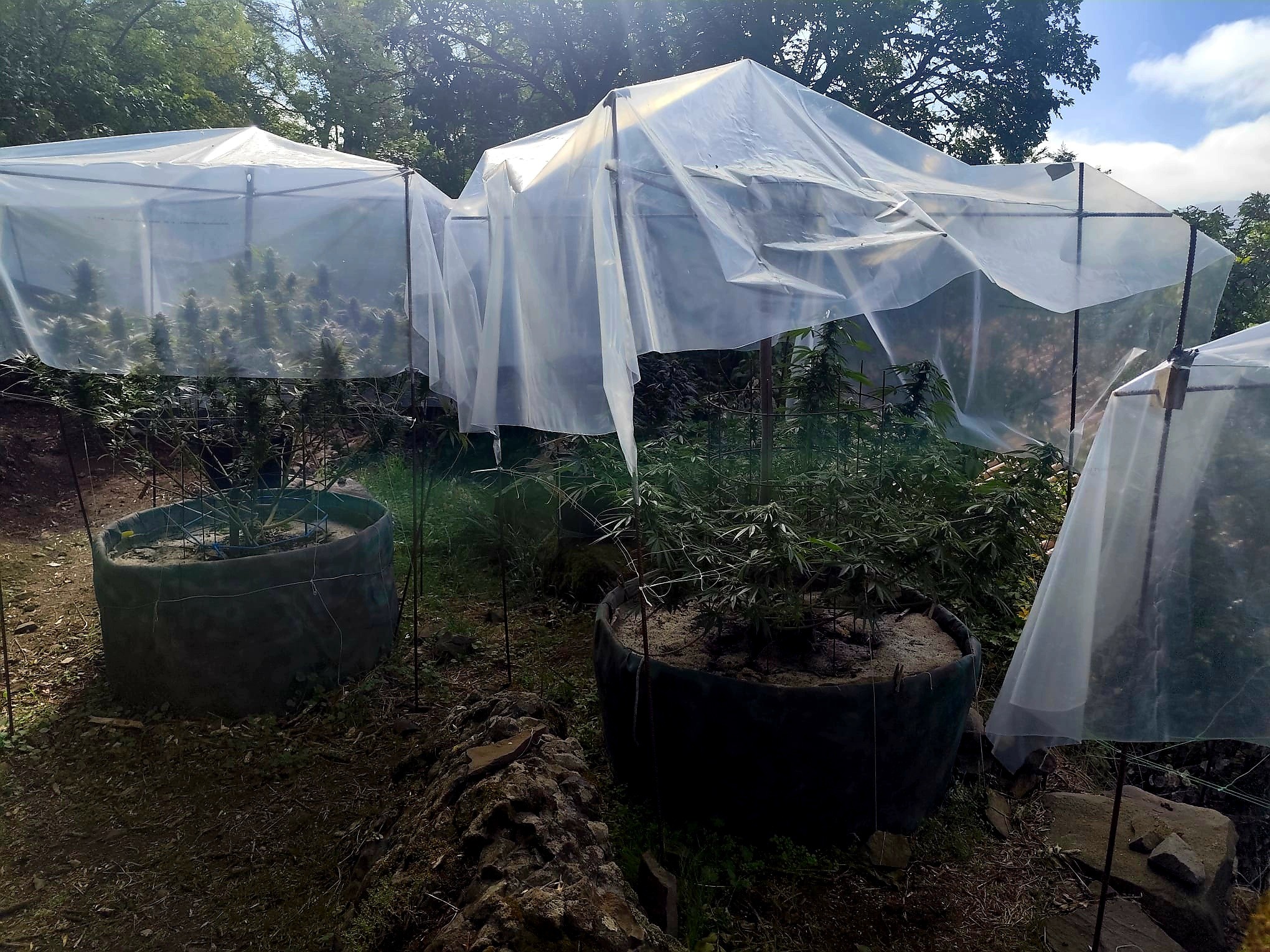 Haute-Loire : saisie de 32 plants de cannabis à Chadron